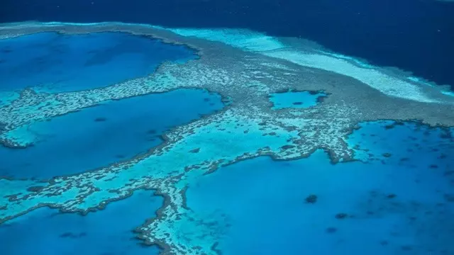 Obránci přírody, které bojují za spásu pobřežních korálových útesů, namísto odvolání úsilí o boj s širší hrozbou globálního oteplování, by se měl nejprve zaměřit na konfrontaci místního odlesňování lesů