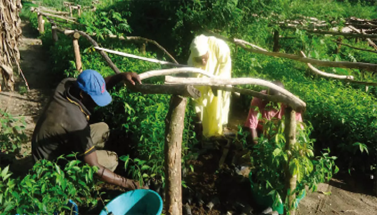 Ga al'umma, an shirya jinurci don namo bishiyoyi don dalilan gandun daji na Agro-gandun da aka rarraba tsakanin seedlings 40,000 a tsakanin membobin gari da kuma dasa