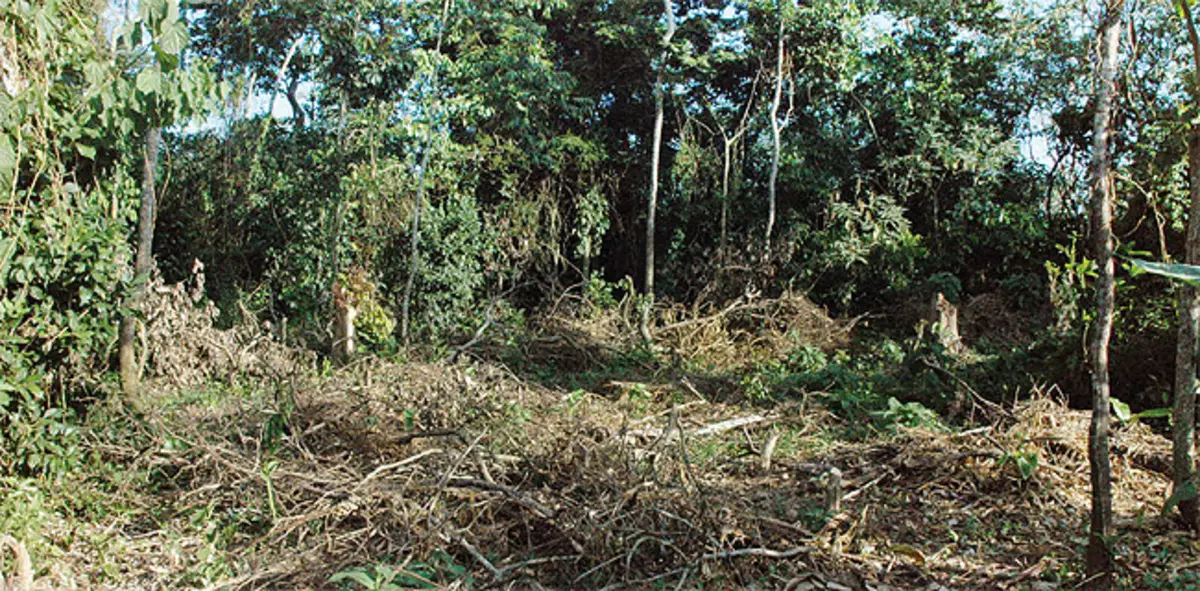 Op het eiland waar het grote probleem ontbossing is en de lokale bevolking bomen afsnijdt en ze naar het vasteland vervoert voor de vervaardiging van gezaagd hout, hout en houtskool, werkt het project met lokale bewoners om houtsneden te creëren en bomen te maken