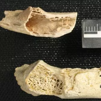 Skamieniały żebro neandertal, uderzenie przez raka