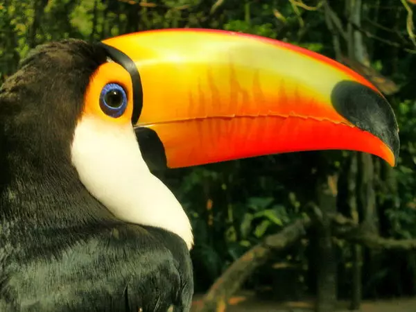 Der Zustand der tropischen Wälder in Brasilien führt zu einer Abnahme der Größe der Samen von Bäumen