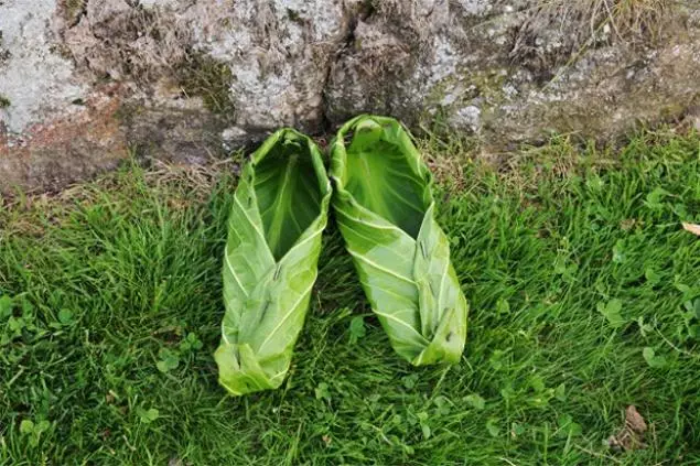 Tres diseñadores de moda de plantas.