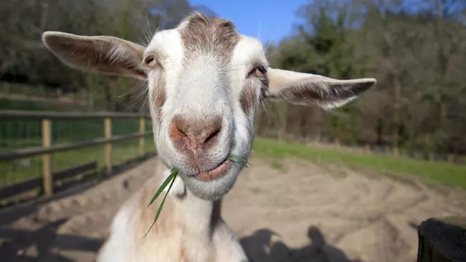 Goats in ავიაცია