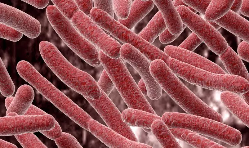 Bakterioak zilarrezko efektuetara egokitzeko gai dira