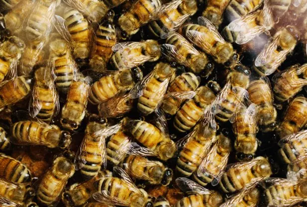 Bees bues ማር