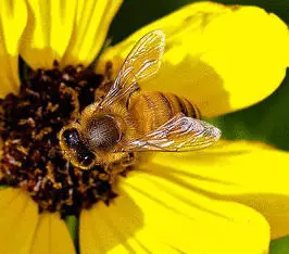 Bienen füttert Tausende von verschiedenen Arten von Nektar und Pollen und potenziell Tausenden verschiedener Arten von phytochemischen Verbindungen ausgesetzt. Gleichzeitig haben sie jedoch nur eine dritte oder eine Hälfte der Enzymliste, um diese Giftstoffe zu zerstören, von dem andere Typen haben