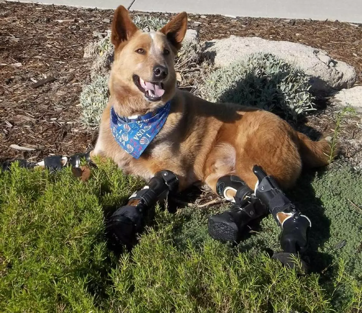 Naki'o - die wêreld se eerste hond op vier prostese