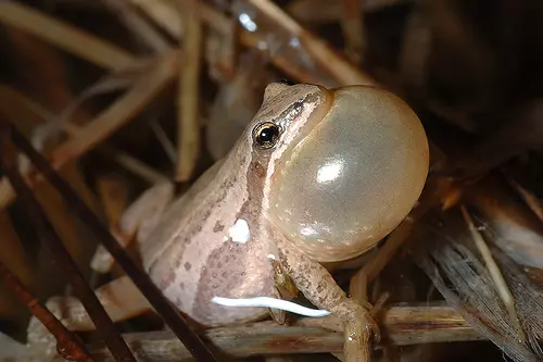 Пеене жаба