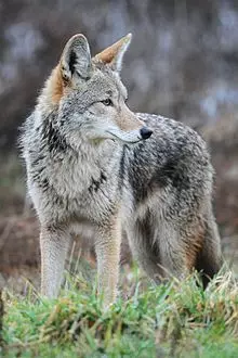 Coyote.