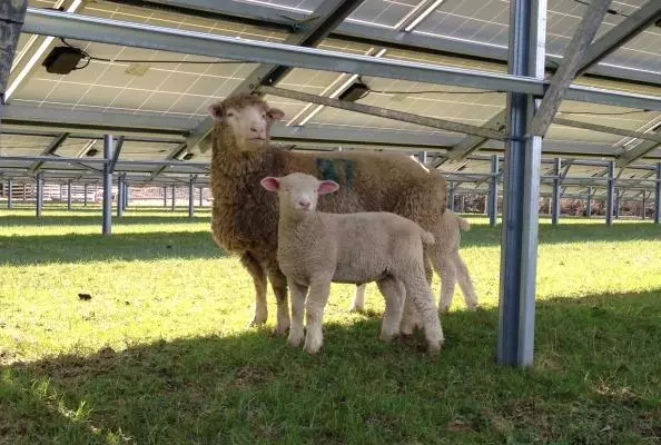 Stasiun daya solar ing kebon kanggo breeding lamas