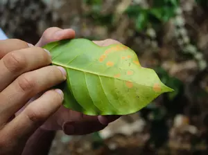 Дәл қазір, мысалы, бір ауру орталық Америкадағы және Оңтүстік Американың кейбір бөліктеріндегі кофе плантацияларын жойады. Бұл тот жапырағы.