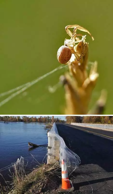 7 Pozoruhodné, ale lietajúce zvieratá