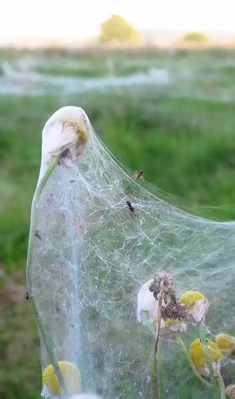 7 Pozoruhodné, ale lietajúce zvieratá