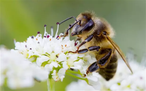 ევროკავშირი პესტიციდებისგან ფუტკარი იცავს