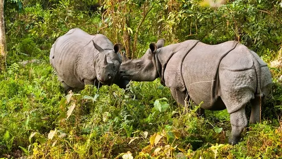 जंगल लागवड करणारा माणूस