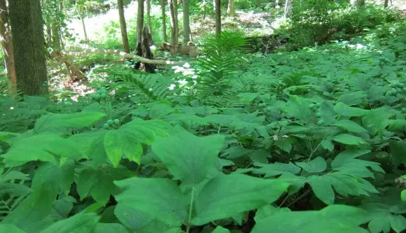 Hombre que plantó el bosque