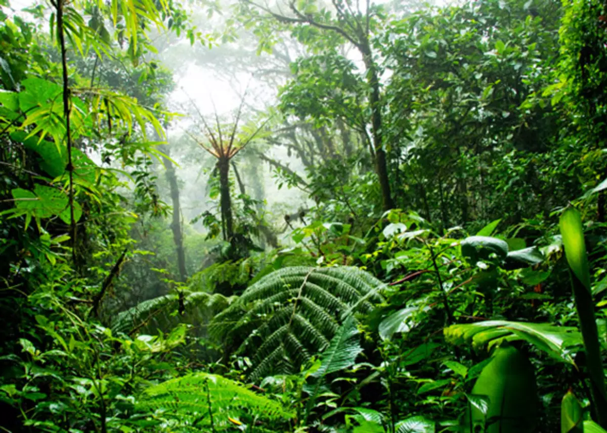 Hombre que plantó el bosque