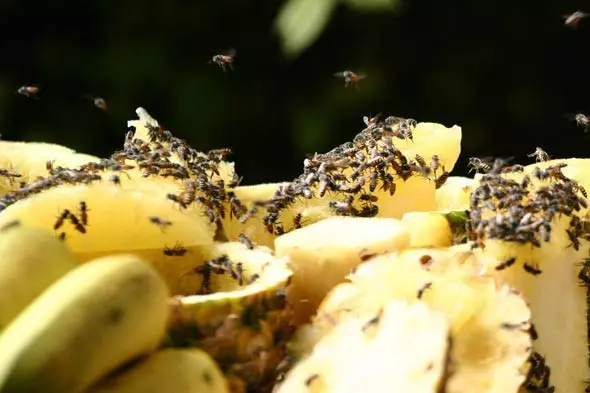 Produits cultivés biologiques bénéficient de Drosophila aux fruits de la santé