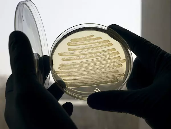 معدنی بیکٹیریا ڈیزل ایندھن پیدا کر سکتے ہیں