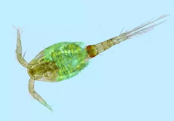 Bléien - fitoplankton Bauerenhaff Bauerenhaff