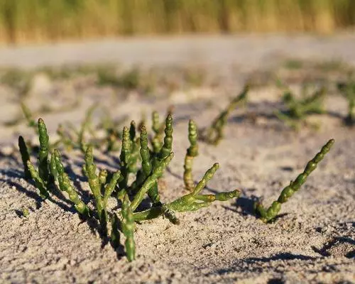 14 valkostir fyrir einstaka og framandi greenery