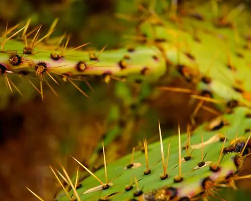 14 valkostir fyrir einstaka og framandi greenery