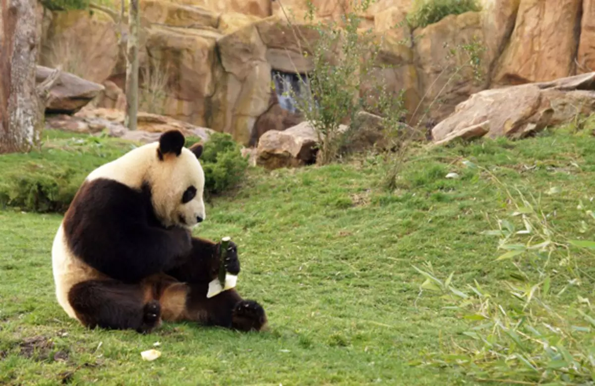 Panda ကဘယ်သူလဲ, ဘာကြောင့်လိုအပ်သလဲ။