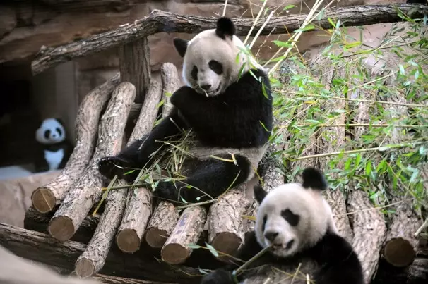 Saha sareng naha diperyogikeun ku Panda?