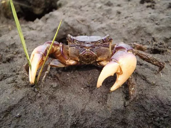 Sesarma Reticulatum Crabs hapụrụ naanị, enwere ọtụtụ ahịhịa na Ókèala ha