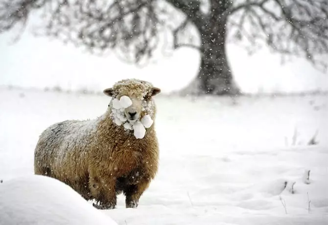 Le pecore incinte sono sopravvissute 11 giorni sotto la neve