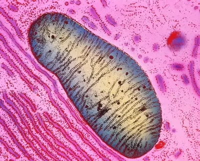 Ujedinjeno Kraljevstvo podržava inovativne DNK transplantati u ljudskim jajima