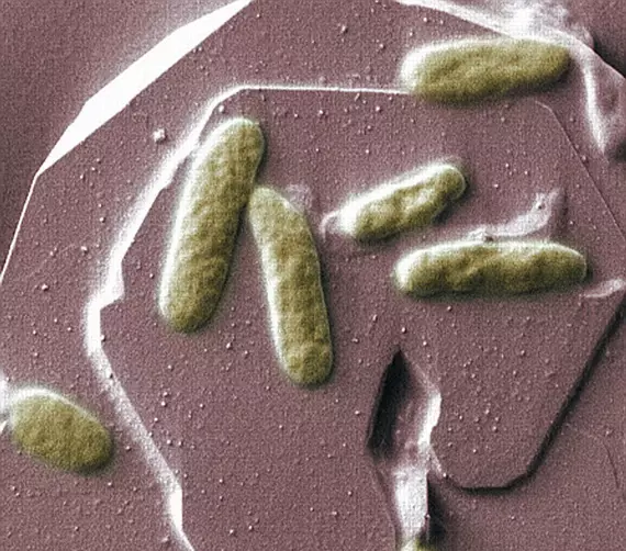 Електричні бактерії допоможуть у створенні «живих» батарейок