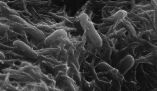 Електричні бактерії допоможуть у створенні «живих» батарейок