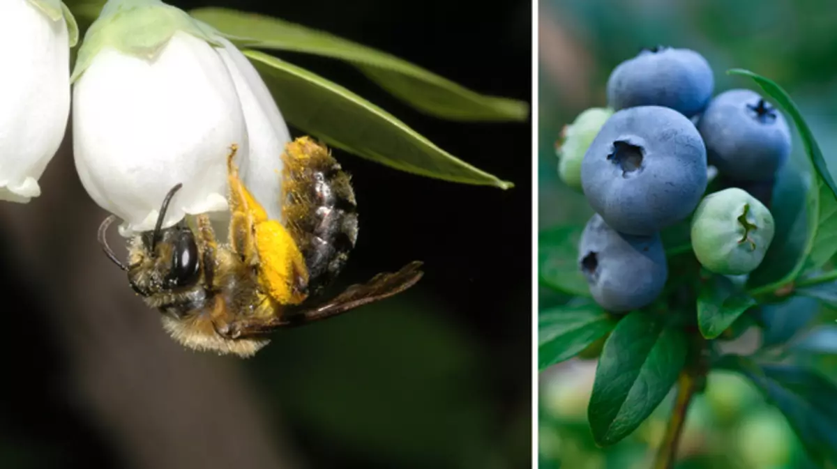 Las abejas silvestres son buenas para la cosecha, pero la cosecha es mala para las abejas.