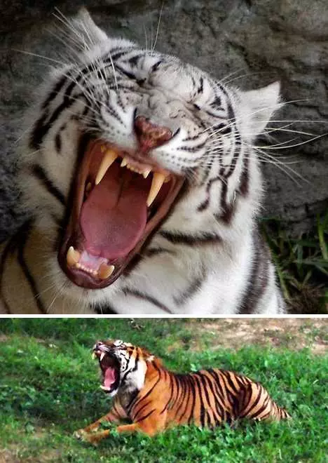 Wider Mouth: 12 Yawning Animals