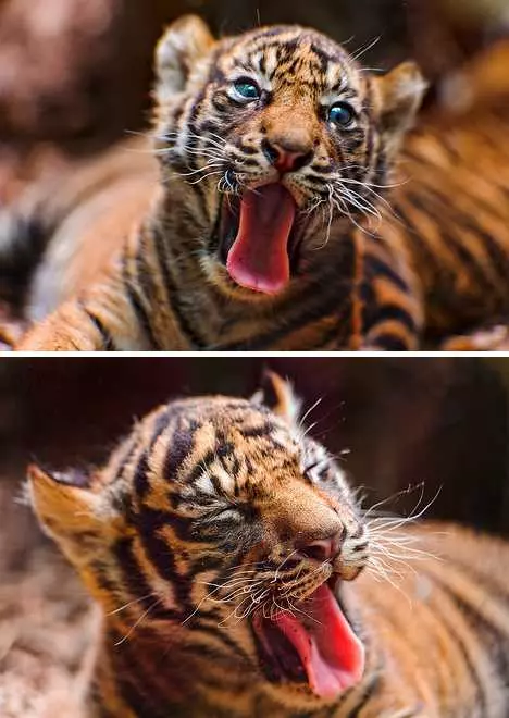 Wider Mouth: 12 Yawning Animals