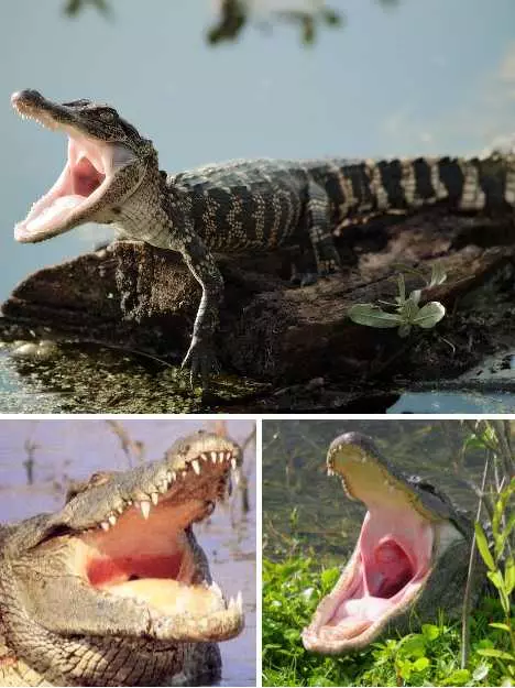Wider Mouth: 12 Yawning Animals