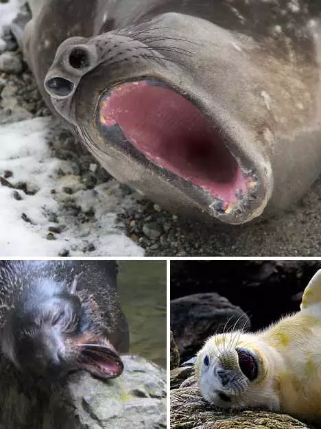 Bredere munn: 12 Gjennomgående dyr