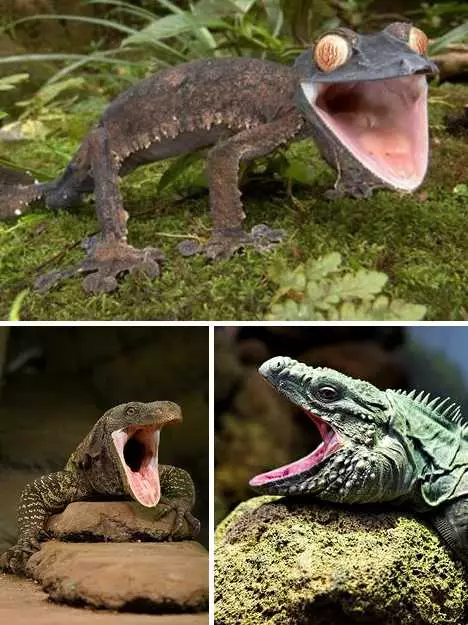 Wider Mouth: 12 Yawning Animals