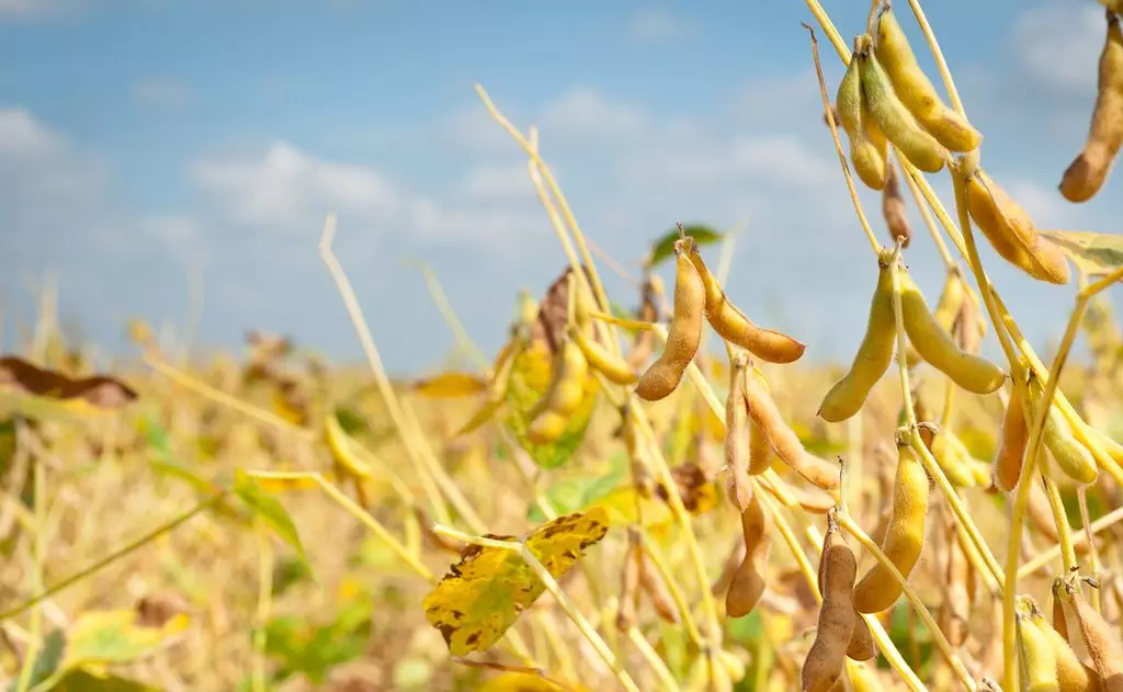 Soybeans na-etinye nanopartic