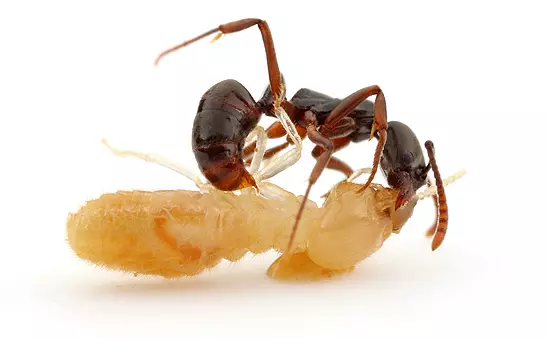 Les fourmis argentines et l'antenne asiatique ont fait face à la bataille pour la terre américaine