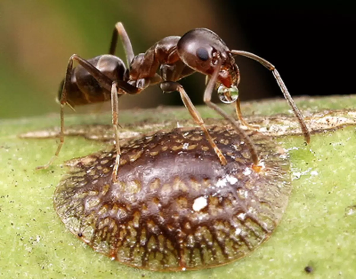 La fourmi argentine s'est répandue sur tous les continents à l'exception de l'Argentine, supprimant les fourmis locales avec un nombre énorme et une tactique cruelle de combat.