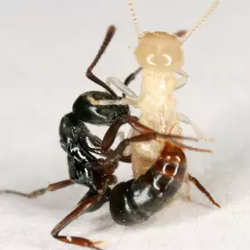 Asiatiske ant-nålangrep Termit