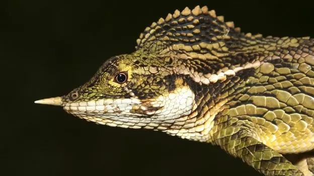 Lalolagi Reptile i lalo o le faʻamataʻu