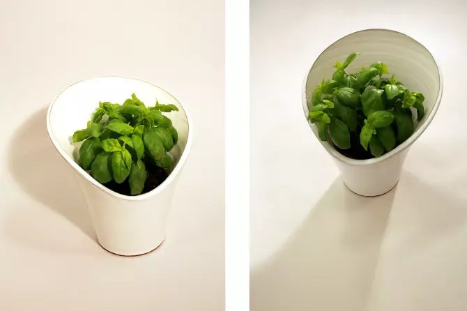 Crescere - luce di condensazione del vaso di fiori
