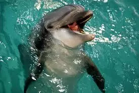 Los delfines se llaman unos a otros por nombre