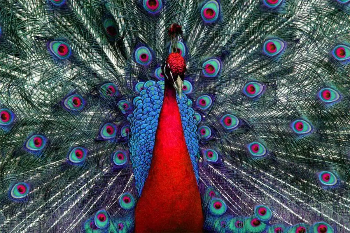 Rahasia Alam Peacocks, atau Cara Menyampaikan Gambar Warna Tanpa Listrik