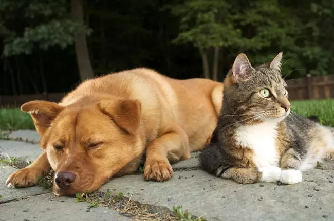 Jangan menyalahkan hanya kucing, anjing juga mempengaruhi satwa liar