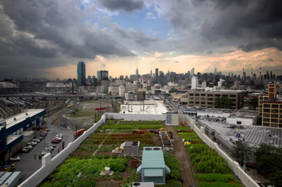 Green Farms di New York