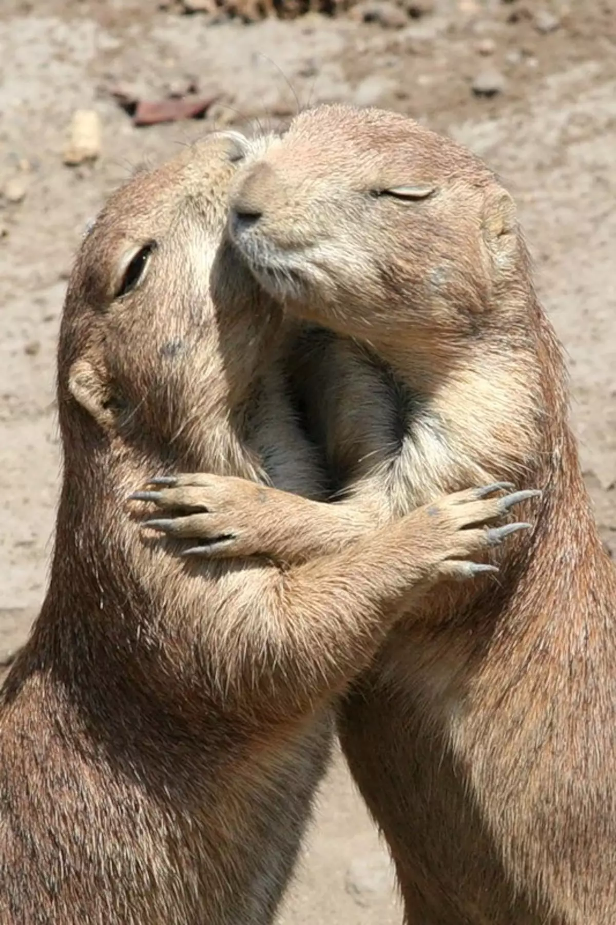 Amore e passione: 7 lezioni dai nostri fratelli più piccoli